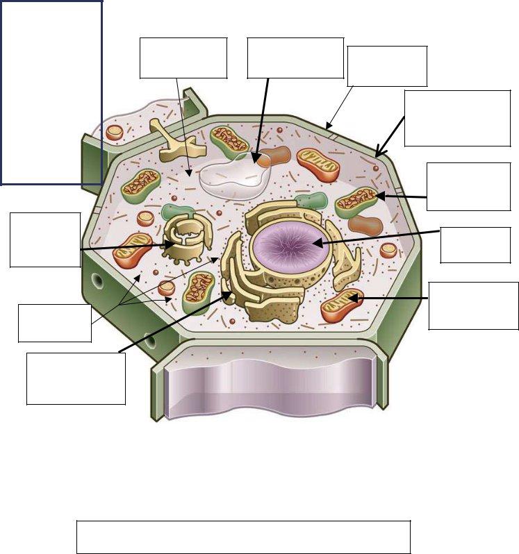 Animal Plant Cells Worksheet PDF Form FormsPal