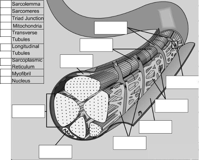 Muscle Contraction Worksheet PDF Form FormsPal
